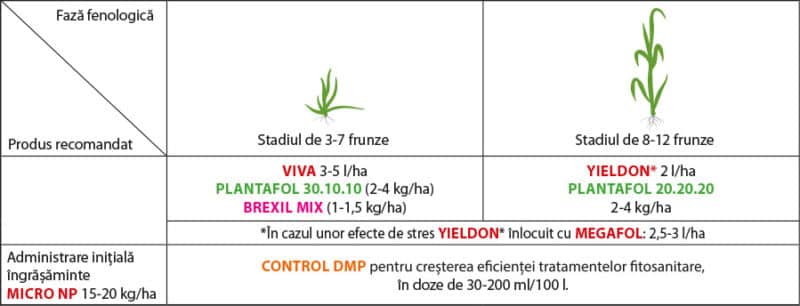 Porumb - Căpșuni EU