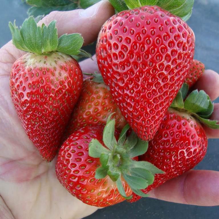 Stoloni Căpșuni - Căpșuni EU