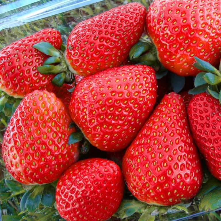 Stoloni Căpșuni - Căpșuni EU