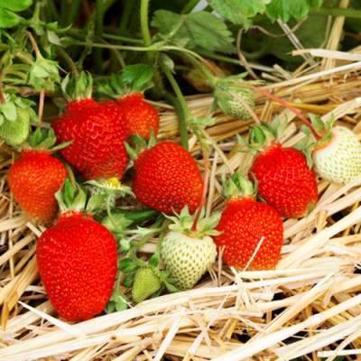 Stoloni Căpșuni - Căpșuni EU