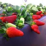 Stoloni Căpșuni - Căpșuni EU