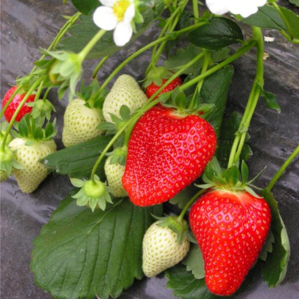 Stoloni Căpșuni - Căpșuni EU