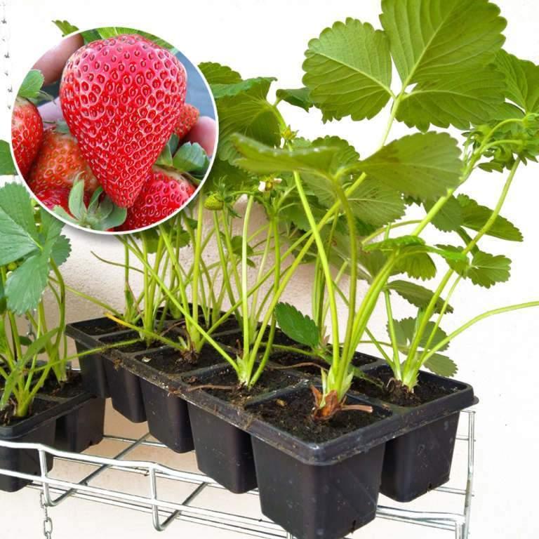 Răsaduri Căpșuni - Căpșuni EU