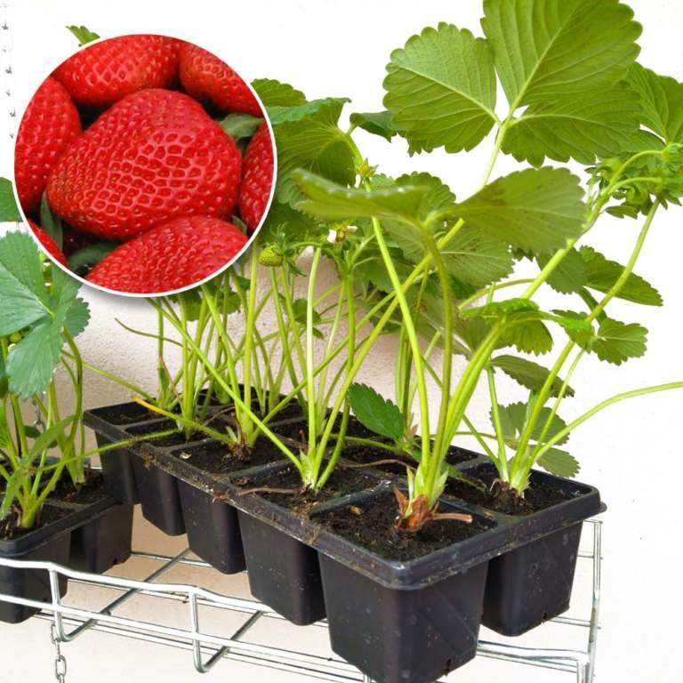 Răsaduri Căpșuni - Căpșuni EU